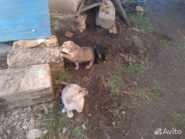 Щенки небольшой дворовой собаки