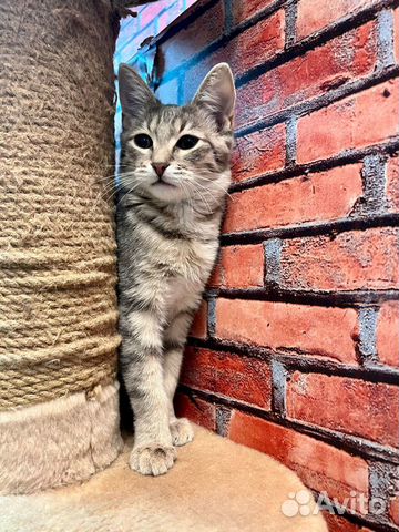 Котенок Микки 3,5 мес