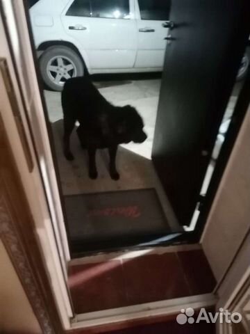 Собака в добрые руки алабай