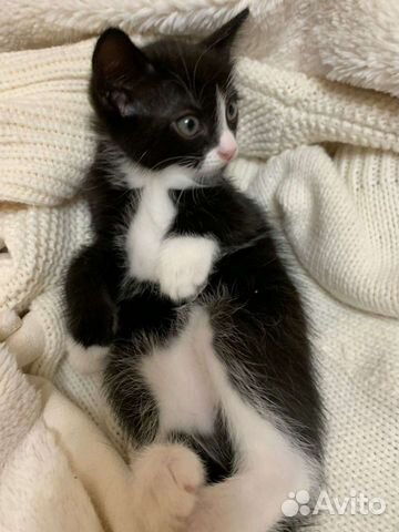 Котятки Синди и Лакки в хорошие руки