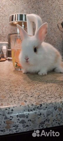 Декоративные кролики