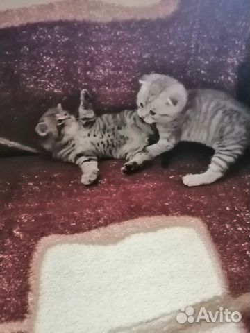 Шотландские котята