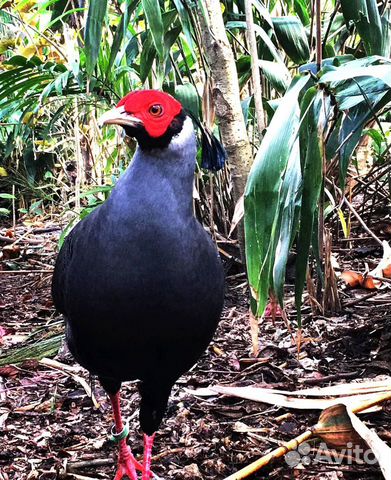 Непальский фазан