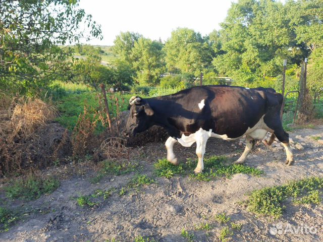 Стельная Корова