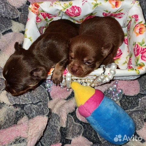 Шоколадные микро малышики