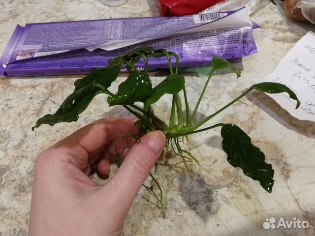 Анубиасы на обмен