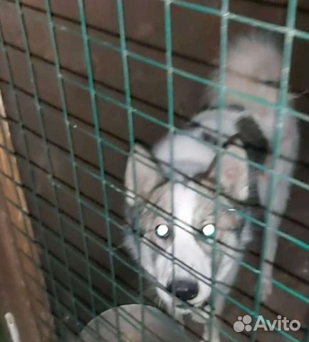 Кобель западник. " терминатор, "
