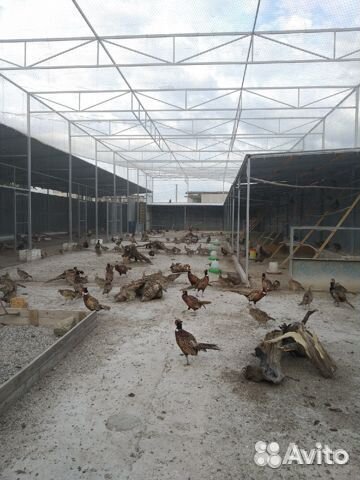 Фазаны живые, мясо фазанов (тушки)