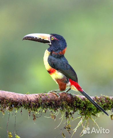 Туканы Арасари