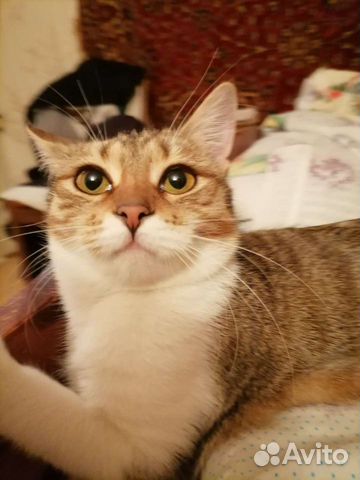 Кошка Маха ждёт хозяина