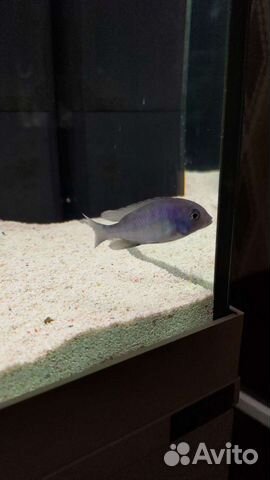 Цихлиды. Голубой дельфин