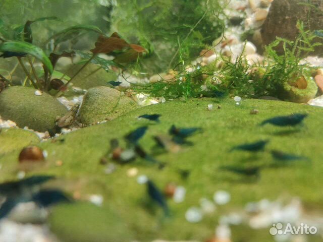 Креветки пресноводные блю дрим, кровавая мэри, сул