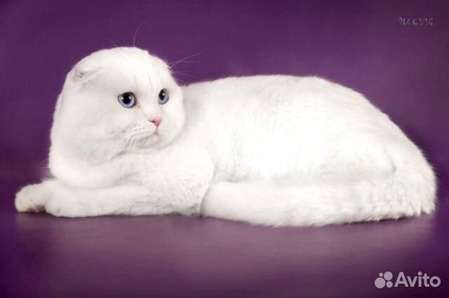 Клубная белоснежная шотландская фолд