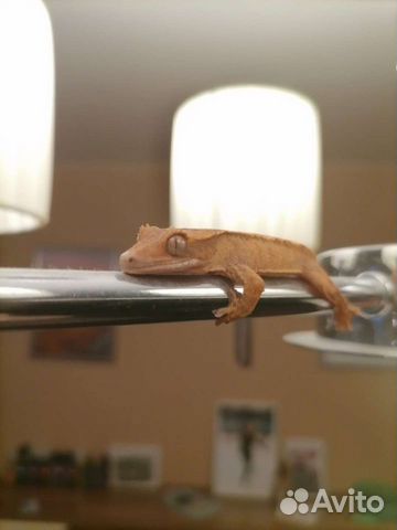 Реснитчатый бананоед самка