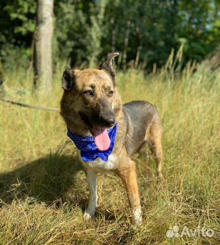 Ласковая собачка Даша ищет семью