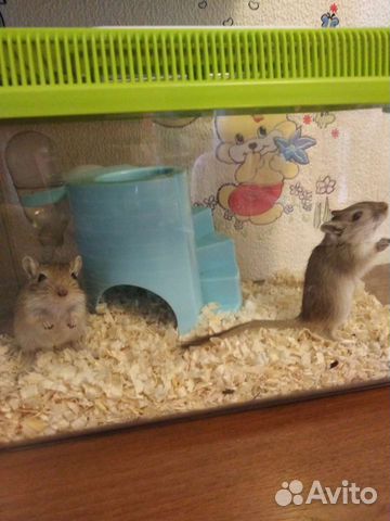 Две песчанки, можно с контейнером