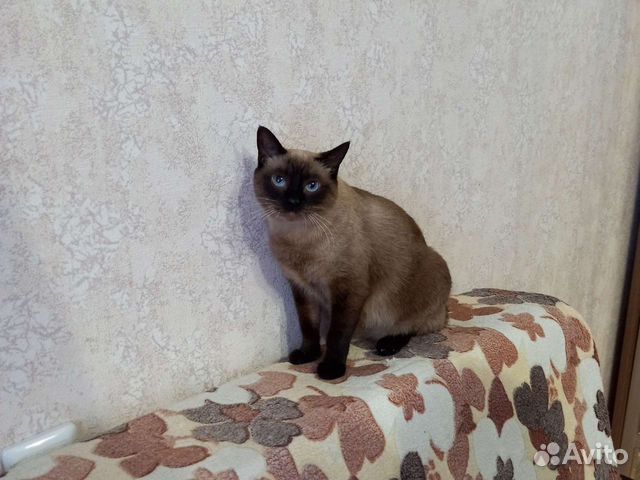 Сиамские кошки бесплатно