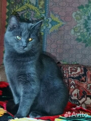 Кошки в добрые руки бесплатно