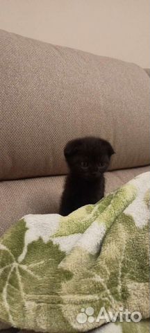 Три кота и одна кошечка ищут друга-хозяина. Родили