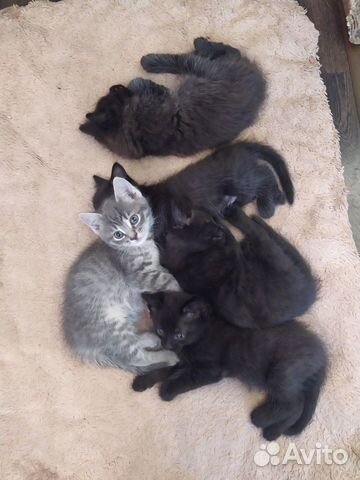 Котята в добрые руки приучены к лотку