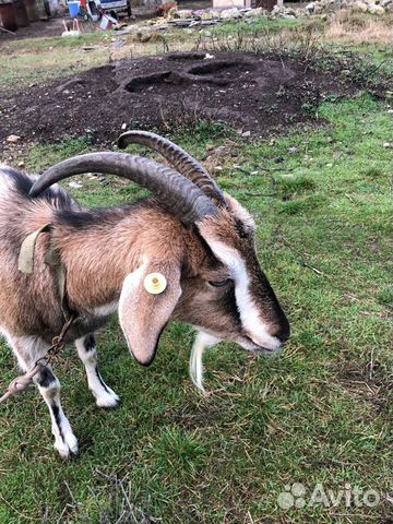 Коза нубийская