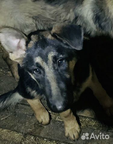 Найден щенок немецкой овчарки