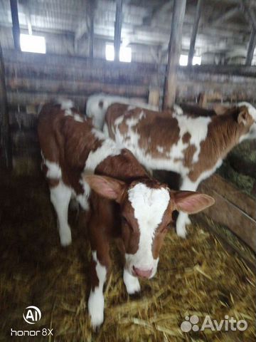 Бычки и телки