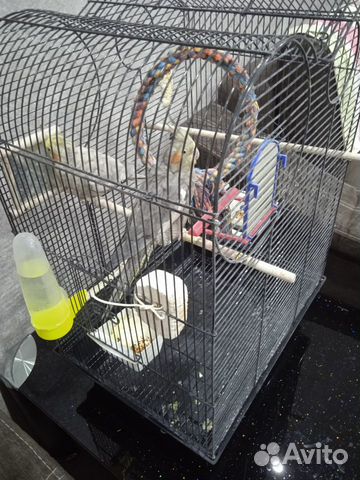 Попугайчики карелы