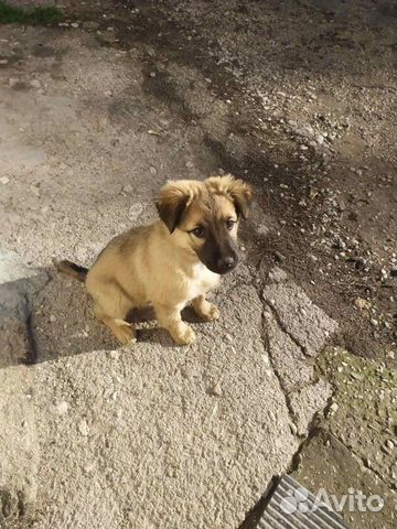 Во двор прибился щенок, в ошейнике