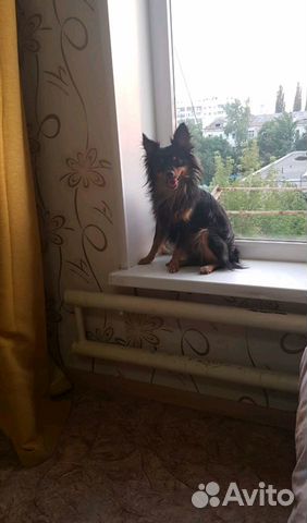 Русский той-терьер вязка