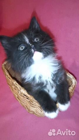 Котята сибирской кошки