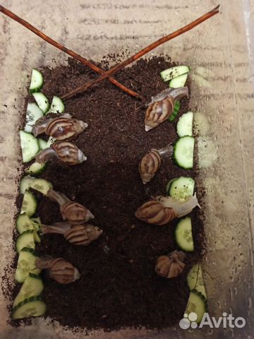 Улитки ахатины, пантера