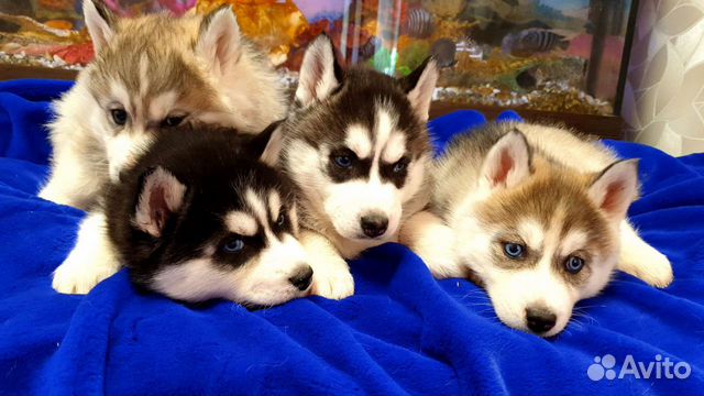 Элитная северная порода.Щенки сибирский хаски