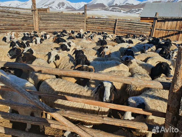 Бараны живым весом