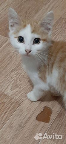 Отдам котенка в добрые руки