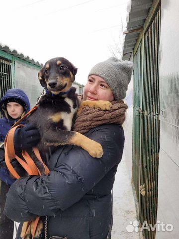 Щенок замерзает в приюте