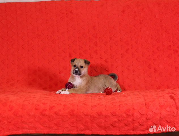 Щенуля Апельсинка-50 оттенков счастья, в дар