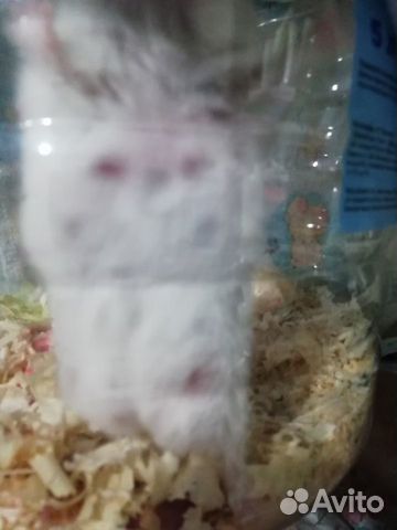 Хомяки джунгарики