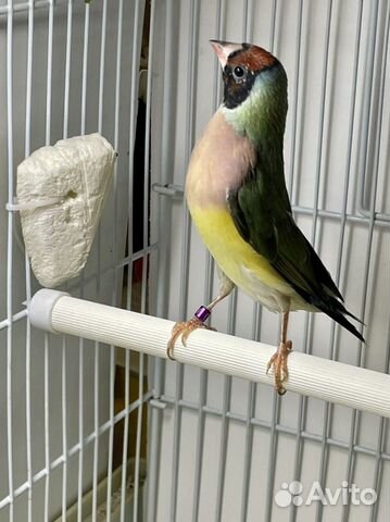 Амадины гульда