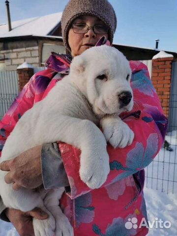 Щенки азиатики