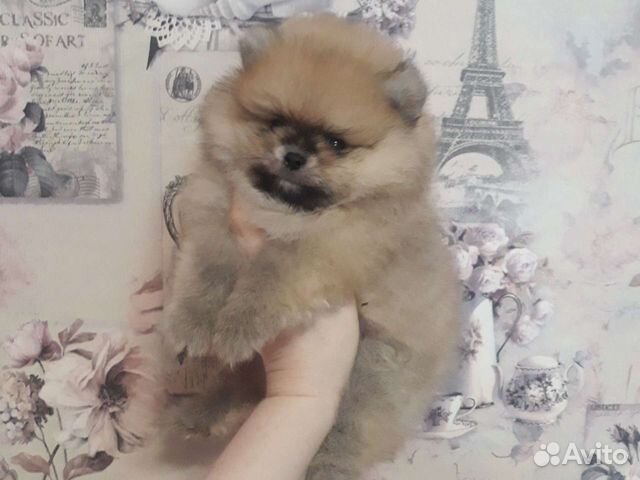 Померанский шпиц медвежьего типа