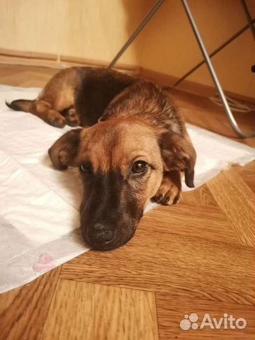 Щенок в добрые руки найдёныш