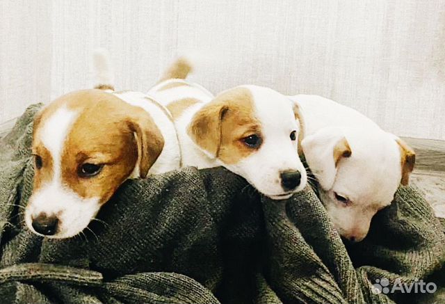 Щенки Джек Рассел Терьер