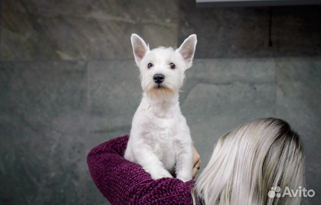Мальчик Вест хайленд вайт терьер