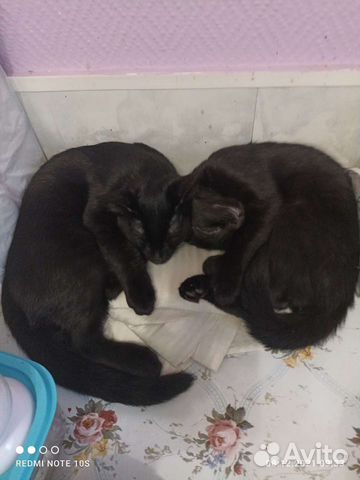 Котята в добрые руки бесплатно