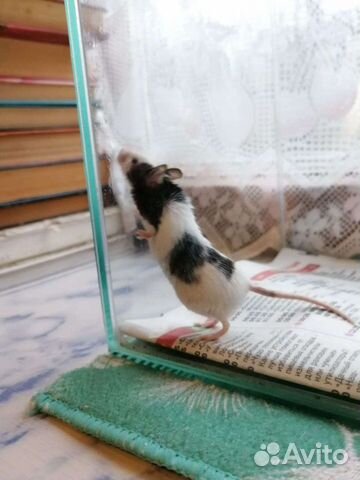 Бамбуковая мышка