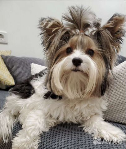 Бивер йорк. Девочка 2 годика