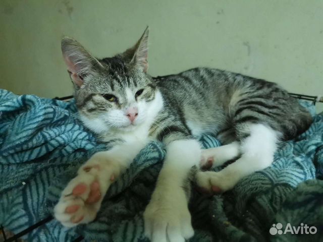 Котенок игривый и любопытный