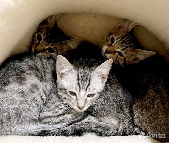 Выброшены в подъезд. Теперь спасеныши