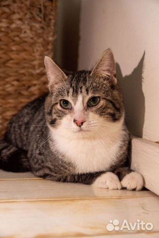 Подросток ласковый с белой грудкой